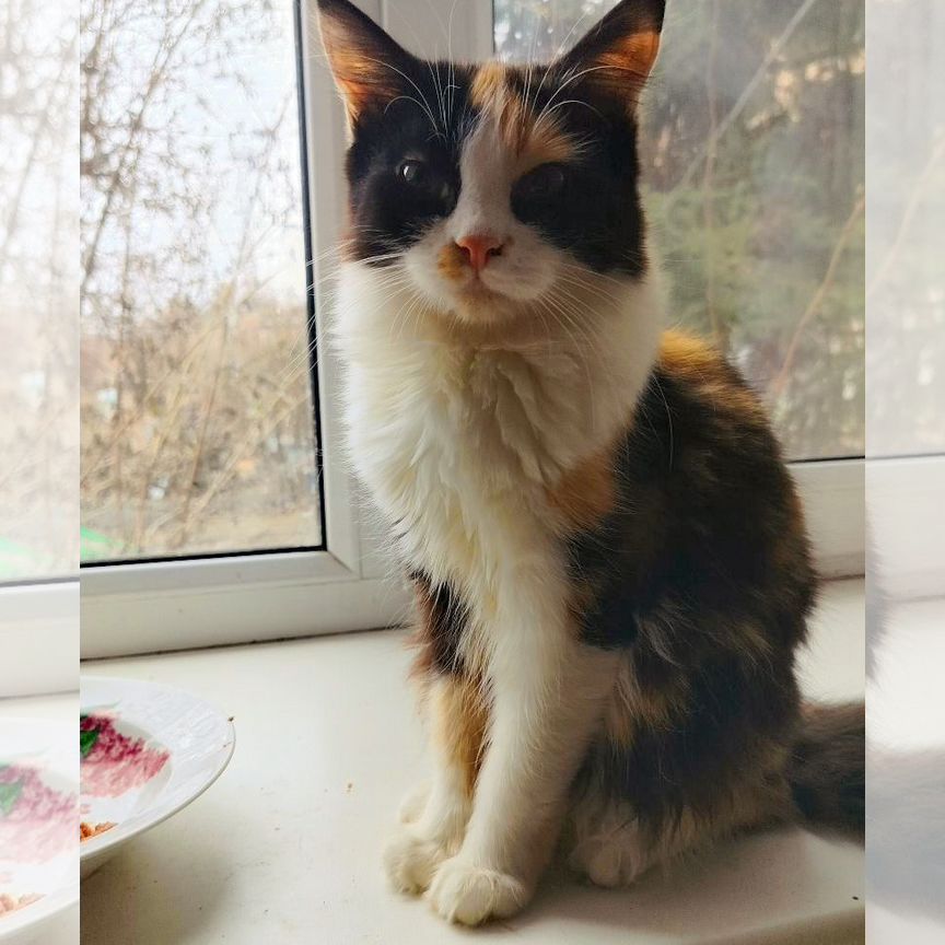 Домашняя молодая кошечька