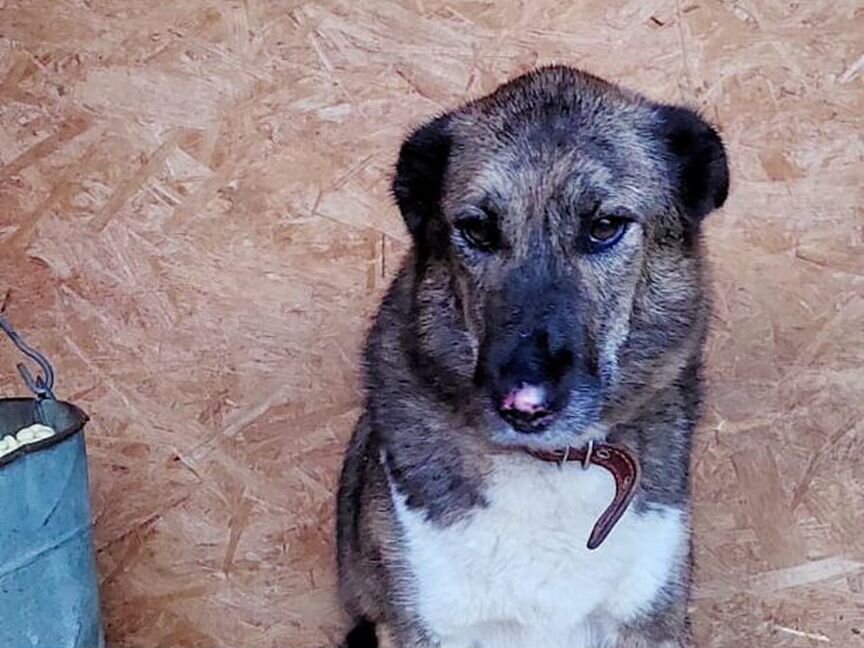 Даша с печальными глазами. Приют Некрасовка. В дар