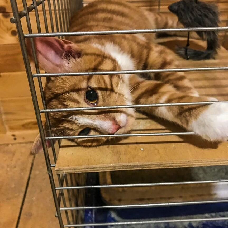 Котенок в добрые руки