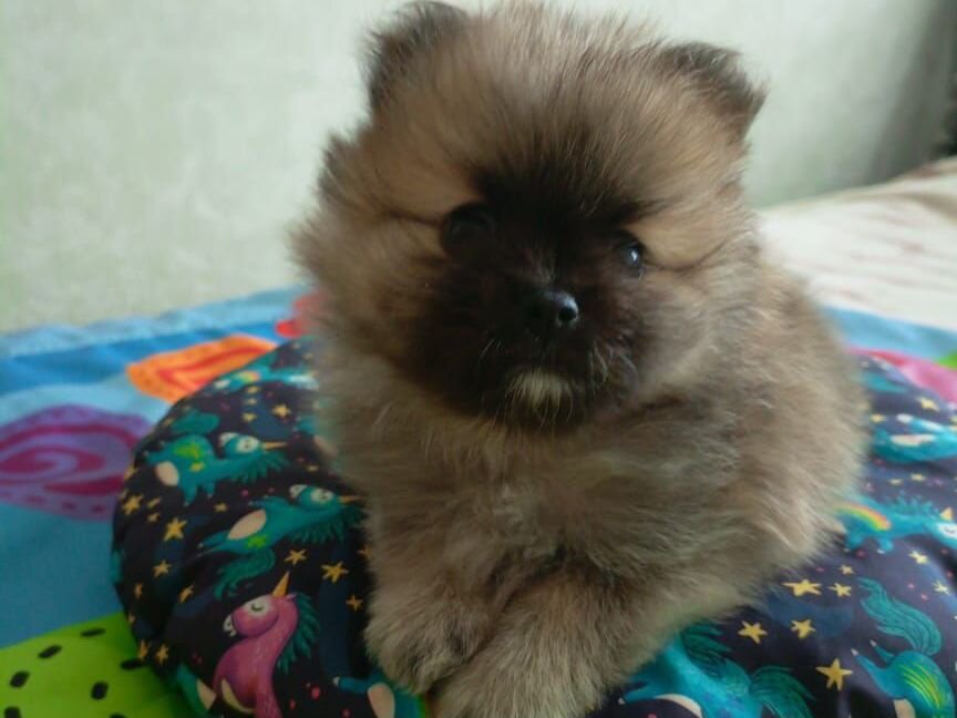 Щенок померанец