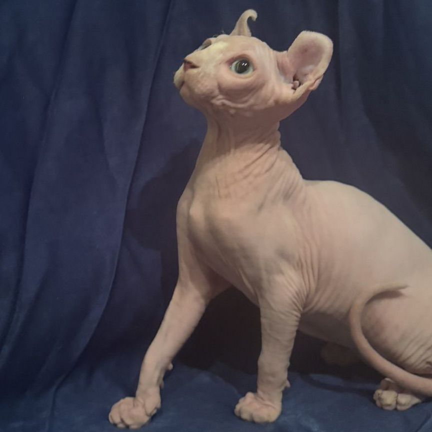 Котенок двэльф