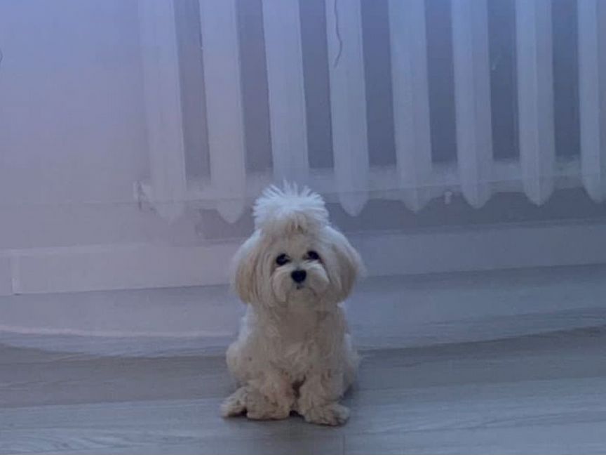 Мальтийская болонка