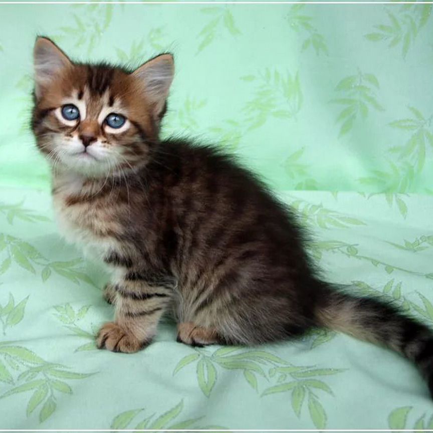 Котенок сибирячка