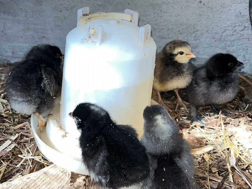 Клуша с цыплятами