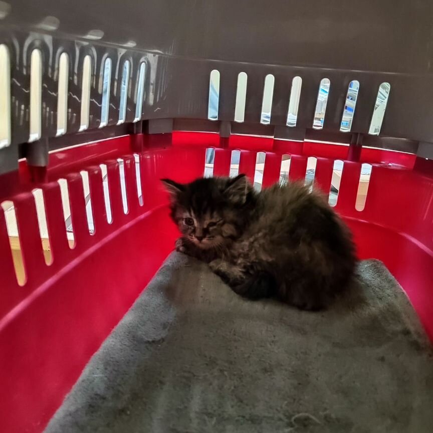 Котята отдам бесплатно