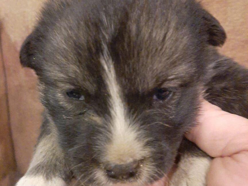 Собака в добрые руки отдам бесплатно