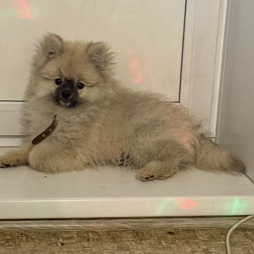 Немецкий шпиц, щенок