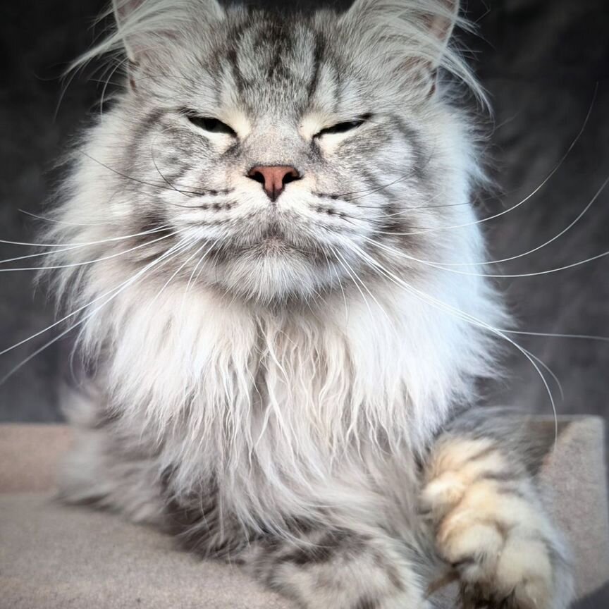 Котята мейн-кун