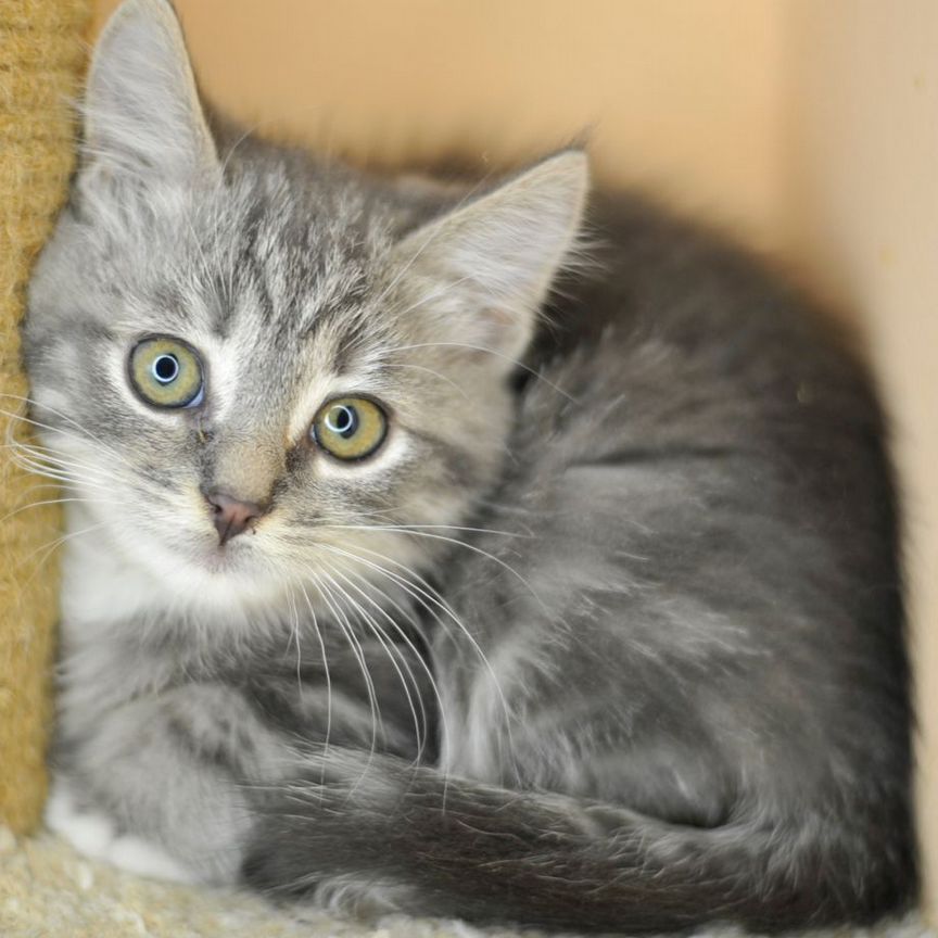 Котёнок от частного владельца