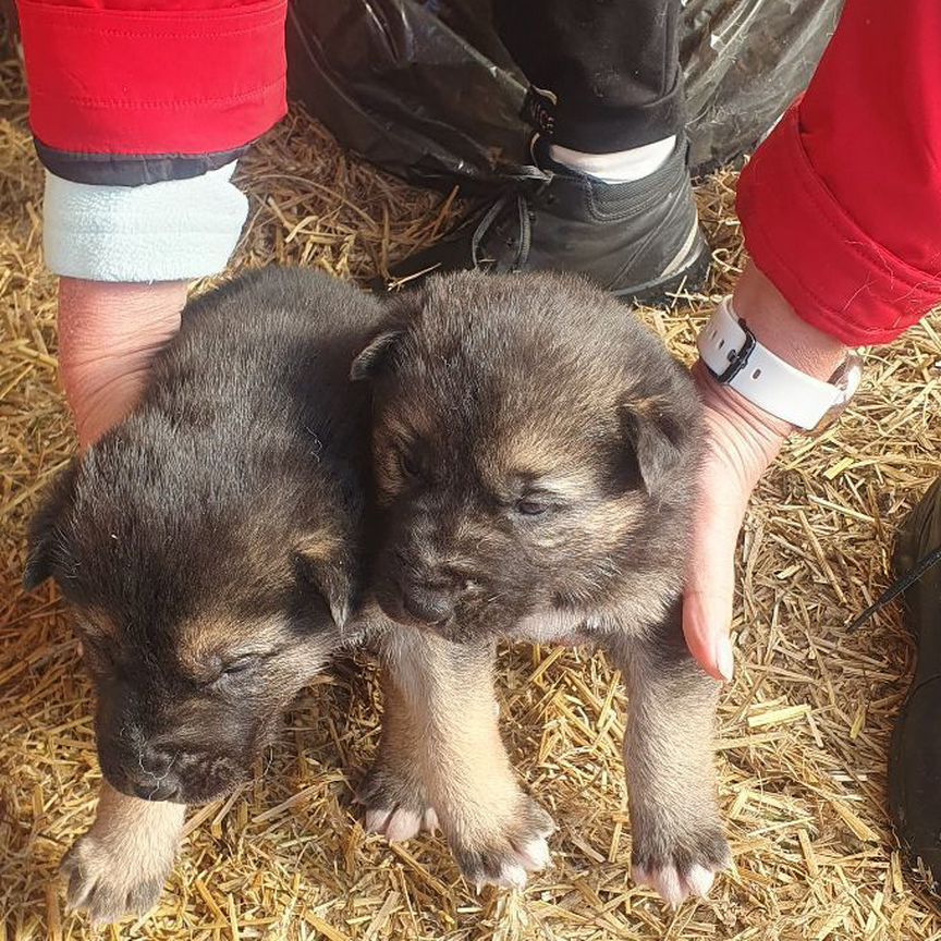 Щенки от хаски