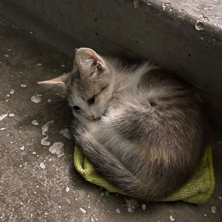 Котенок девочка