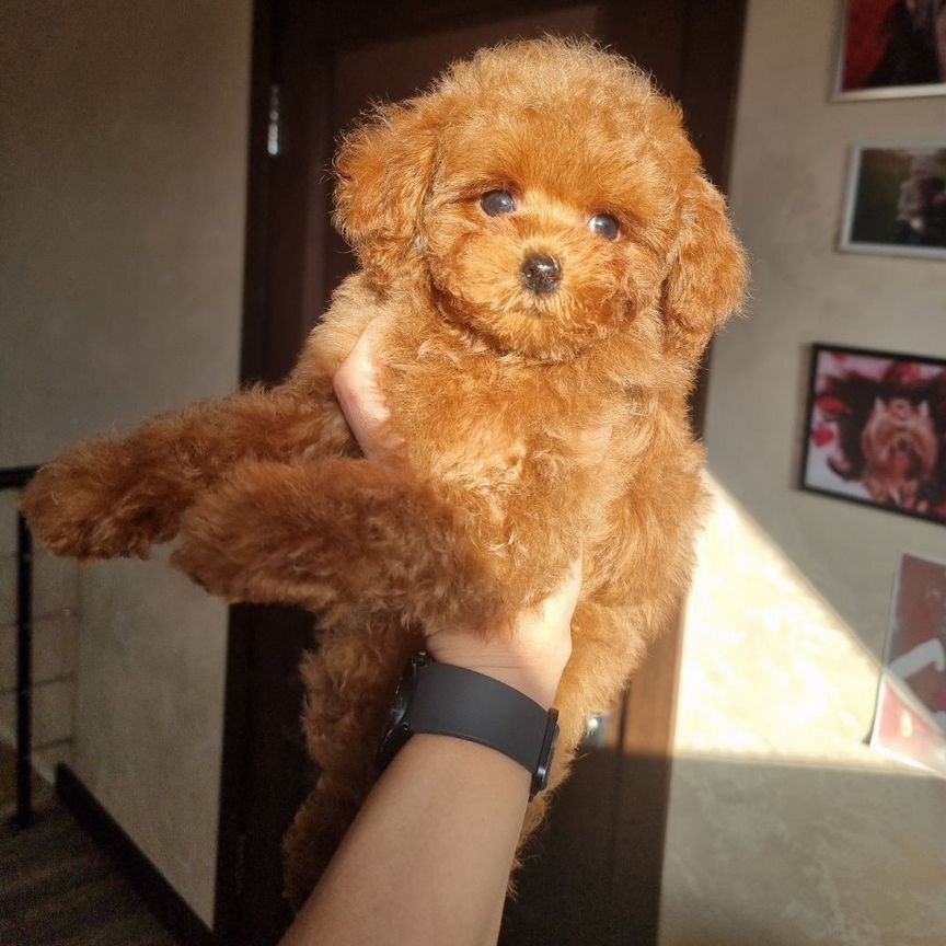 Пудель, щенок