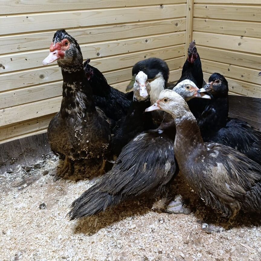 Утки и селезни