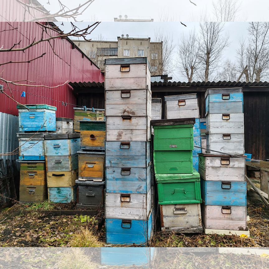 Пчелиные улья