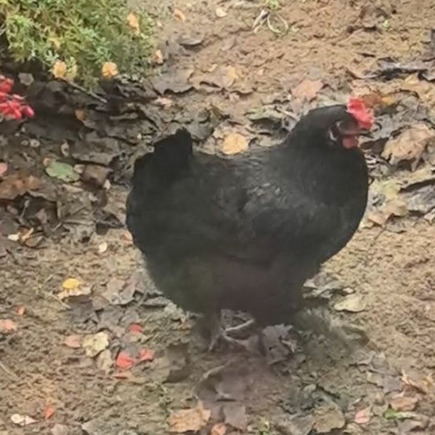 Инкубационное яйцо маран черно медный