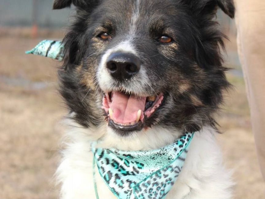 Собака пёс в добрые руки