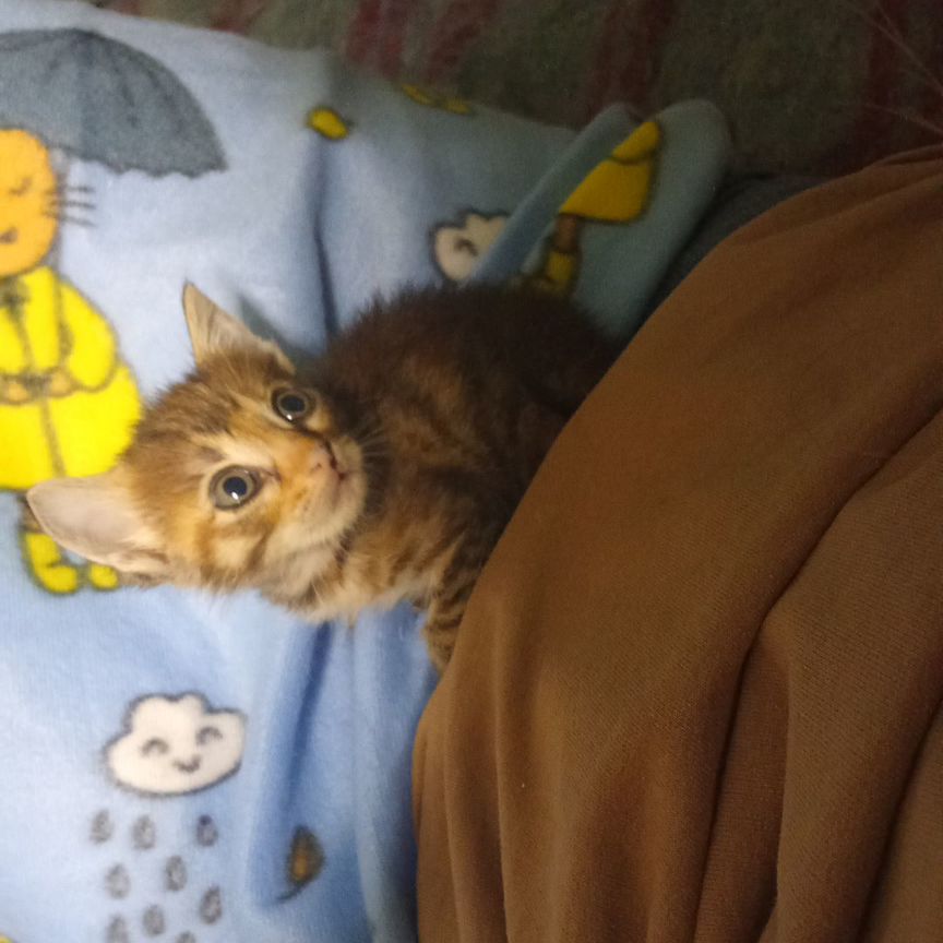 Котенку грозит смерть
