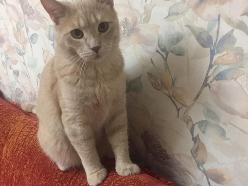 Кот