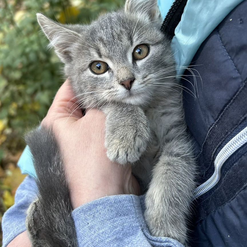 Ласковая Жужа (котенок) ищет дом