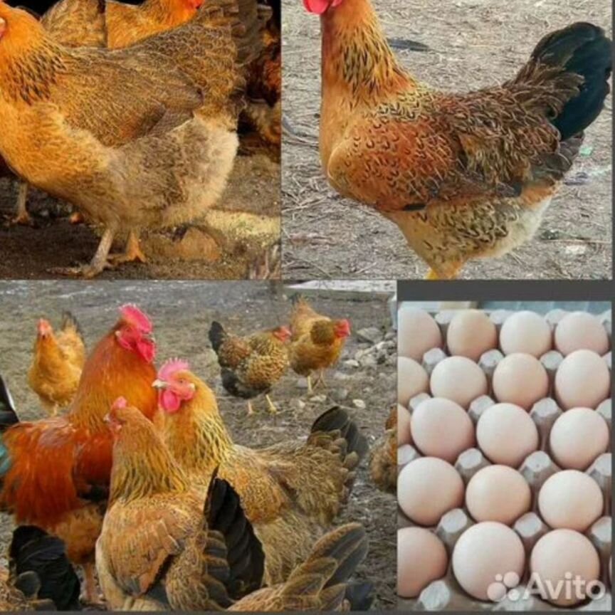 Инкубационное яйцо кур