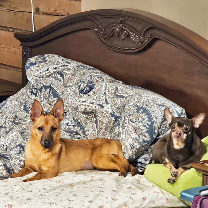 Щенок в добрые руки бесплатно