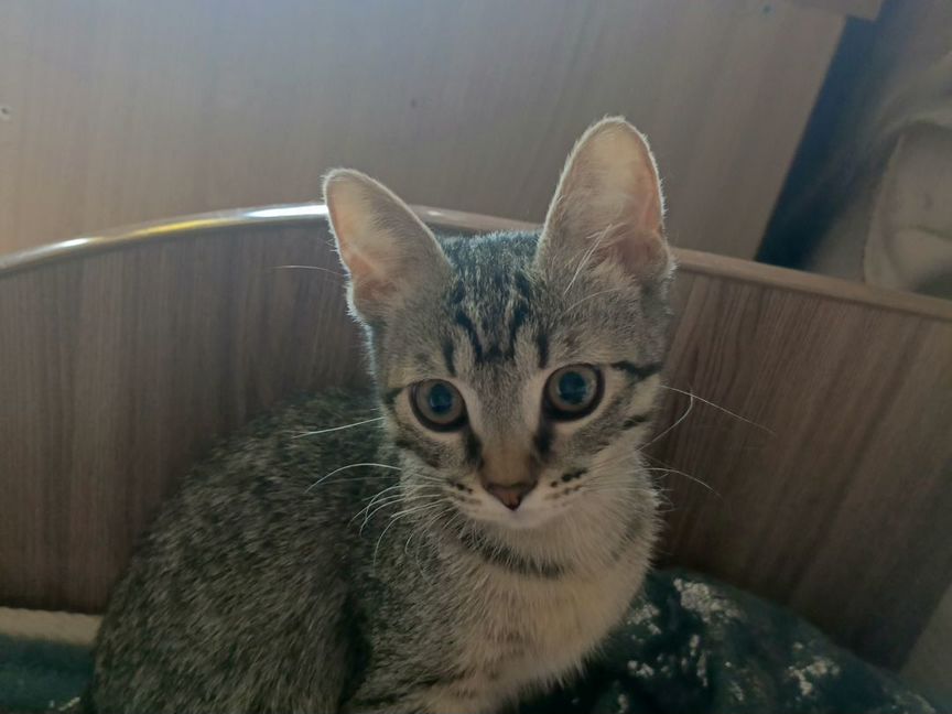 Кошечка 2-х месяцев