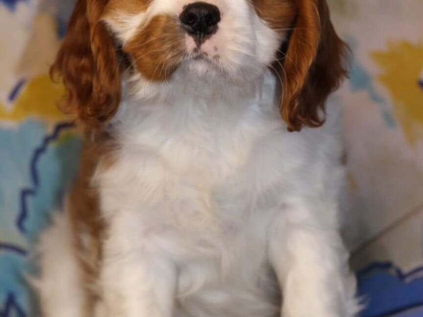 Щенок мальчик Кавалер Кинг Чарльз Спаниель