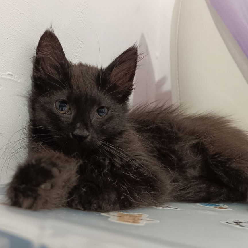 Котенок Миша в добрые руки даром