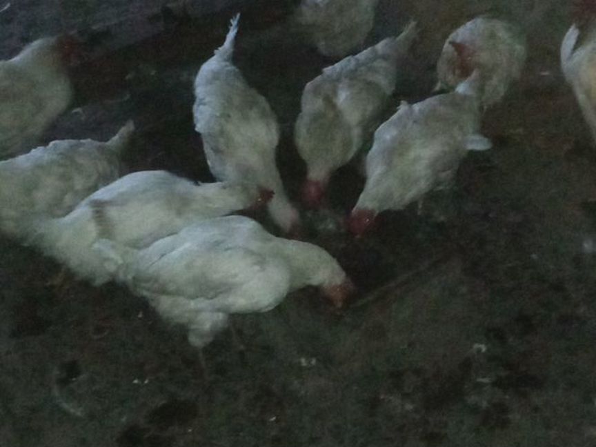 Куры несушки