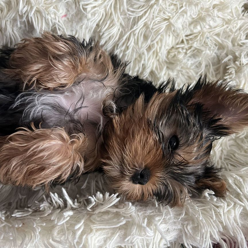 Йоркширский терьер щенки