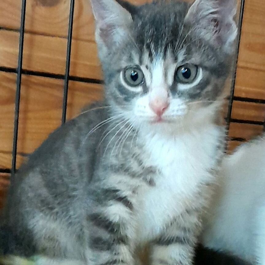 Котенок обыкновенный