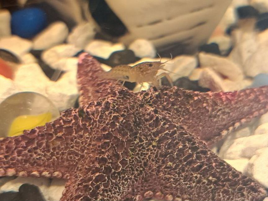 Аквариумные раки