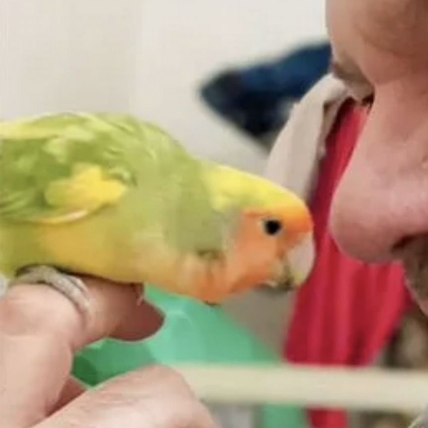 Неразлучник выкормыш, ручной липучка