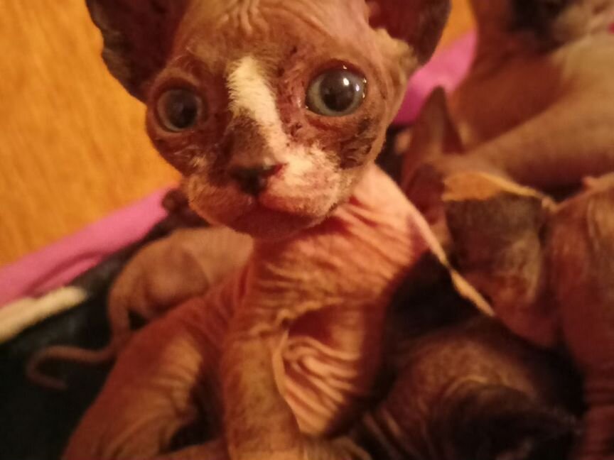 Канадский сфинкс