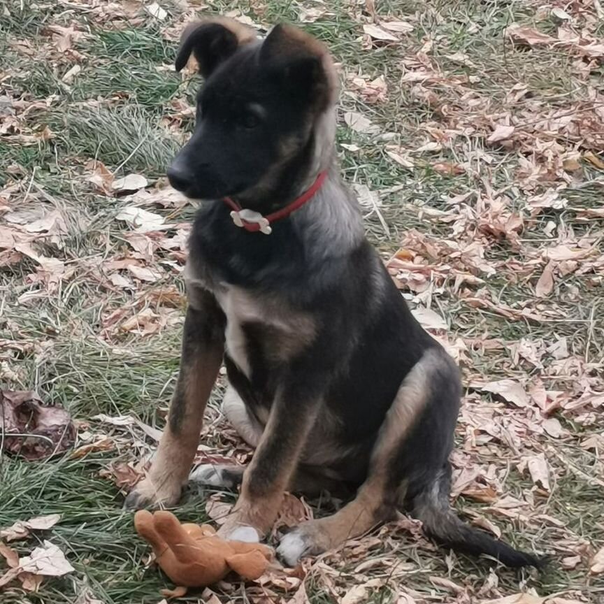 Щенок в добрые руки