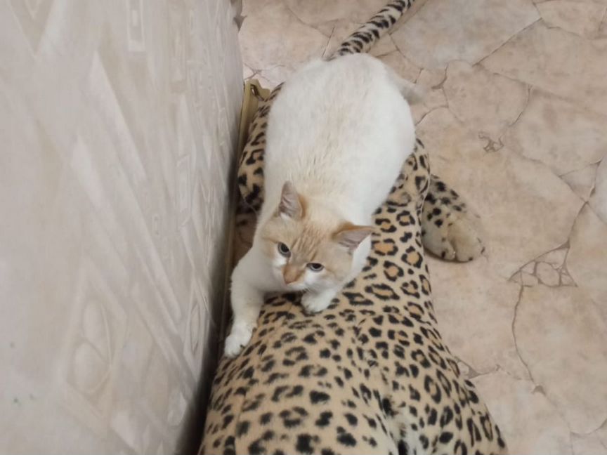 Кот Василий