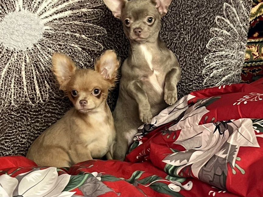 Мальчик и девочка чихуахуа