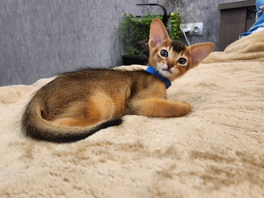 Абиссинский котенок