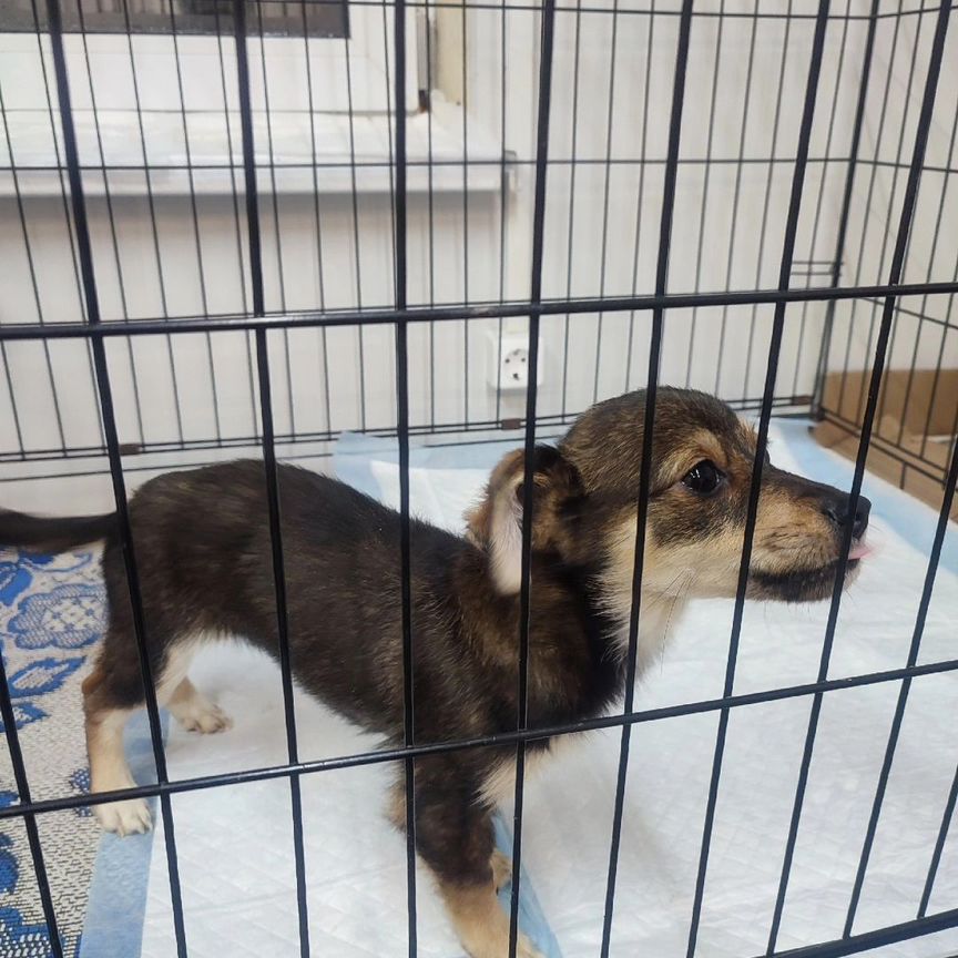 Подопечный приюта