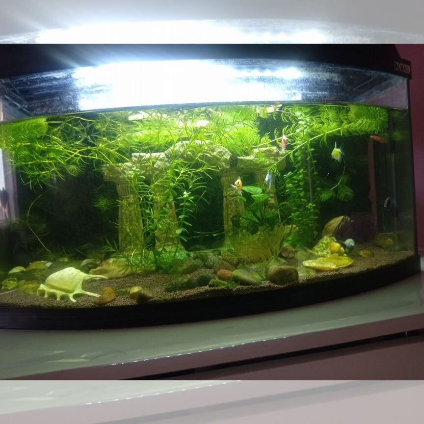 Водоросли для аквариума