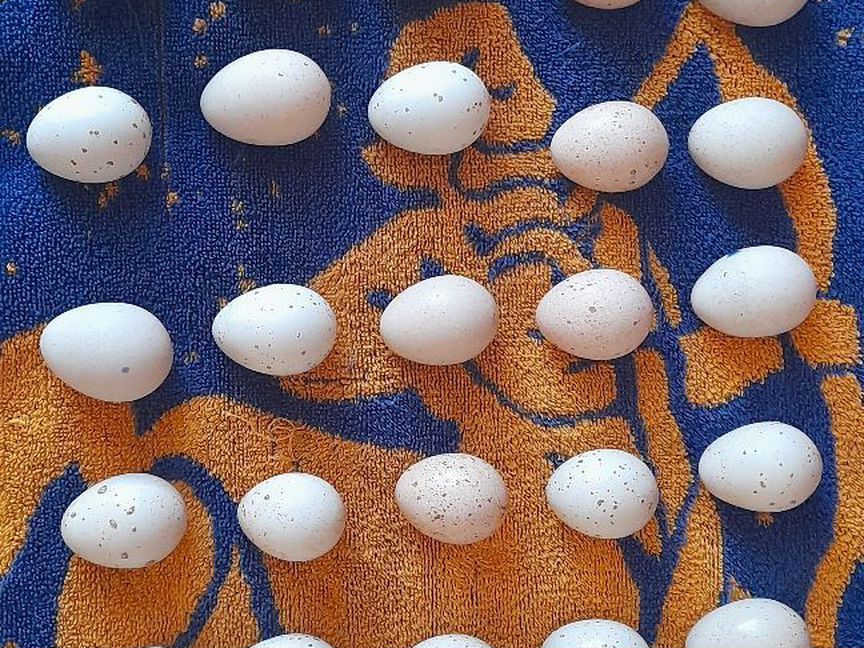 Инкубационное яйцо Кеклика и Румынского фазана