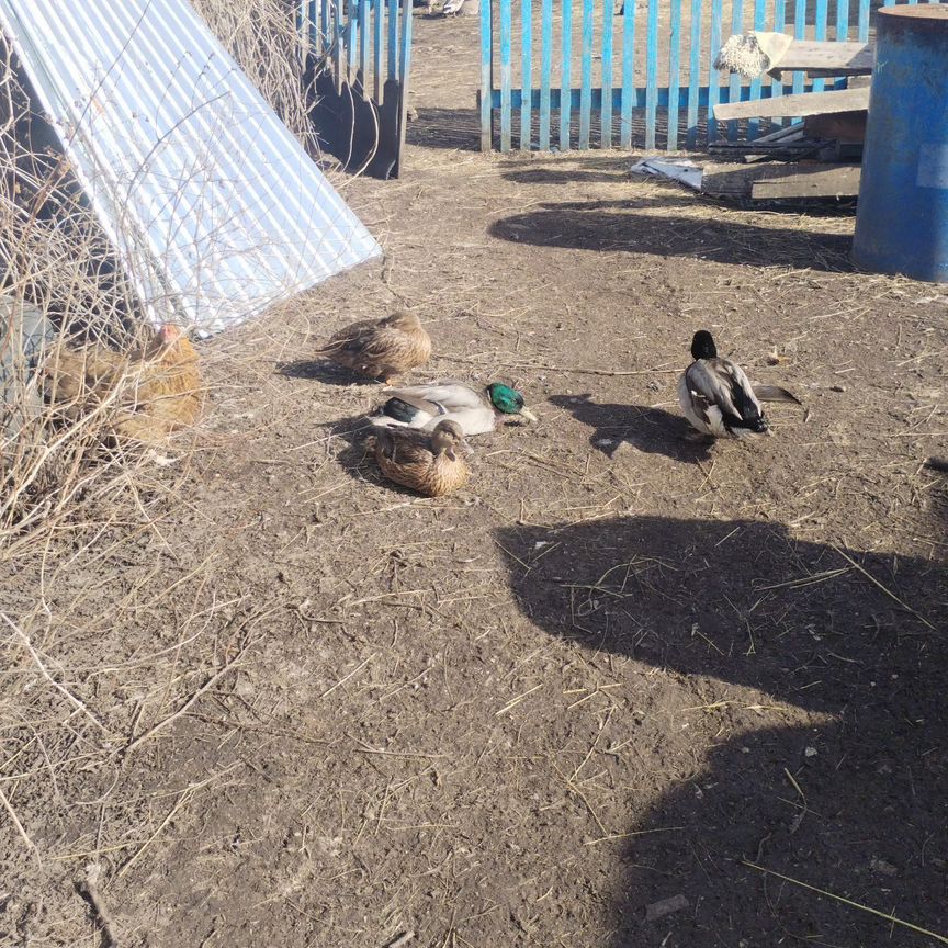 Подсадные утки