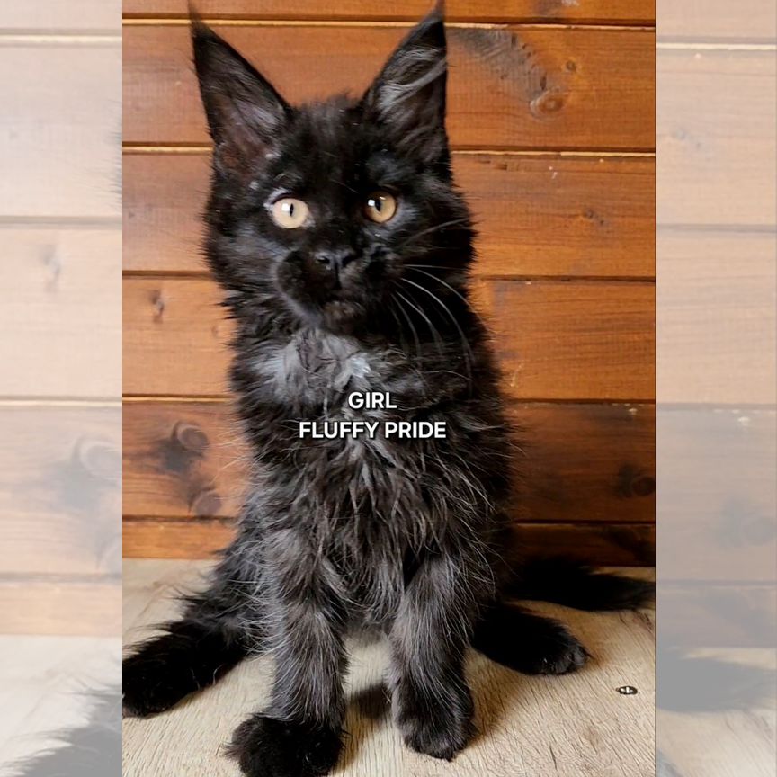 Котята мейн-кун. Девочка. Питомник