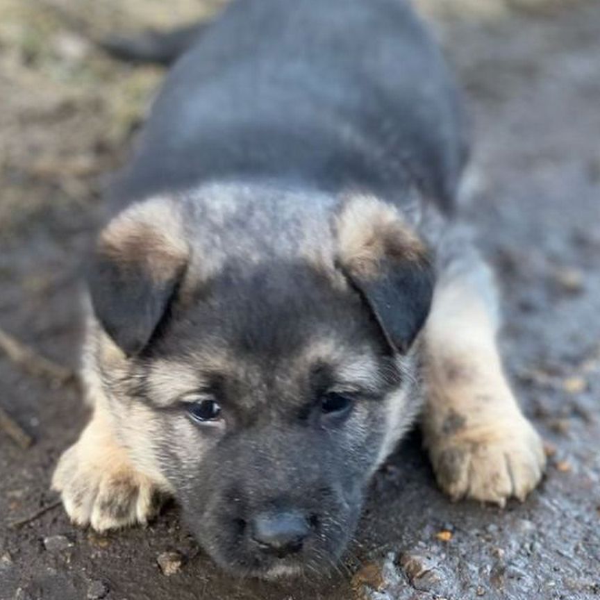 Кутята в добрые руки