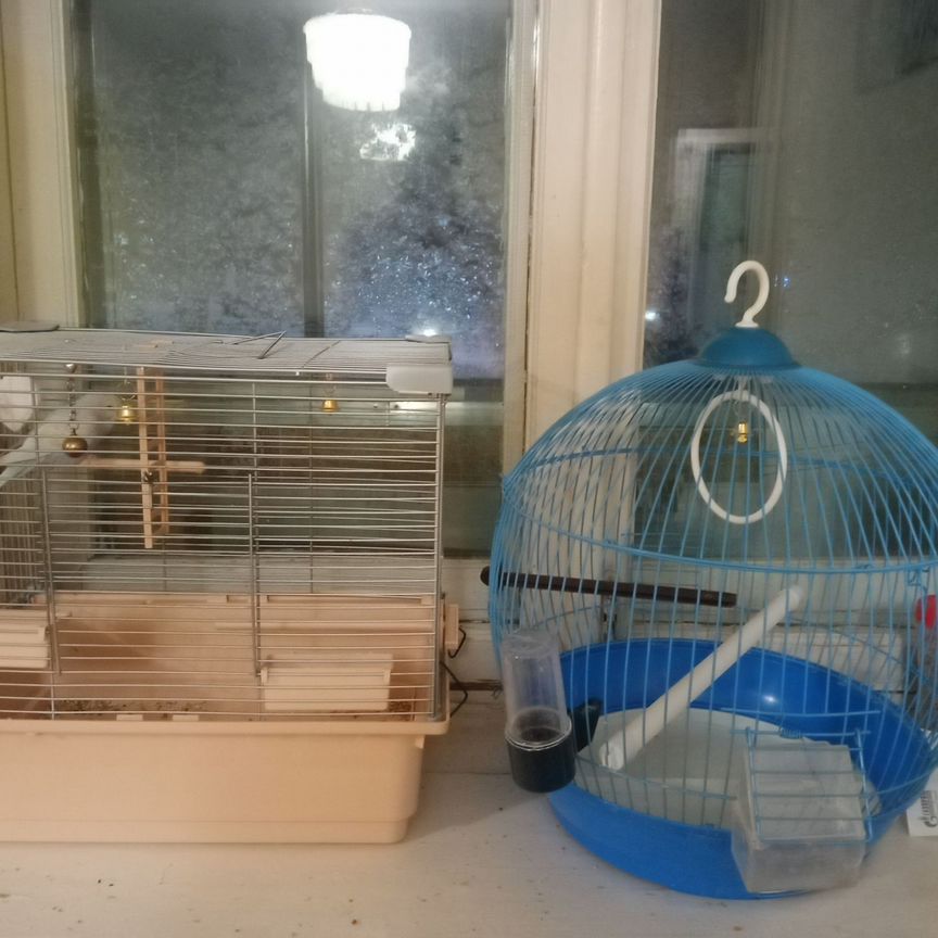 Продаётся волнистый попугай(мальчик), и 2 клетки