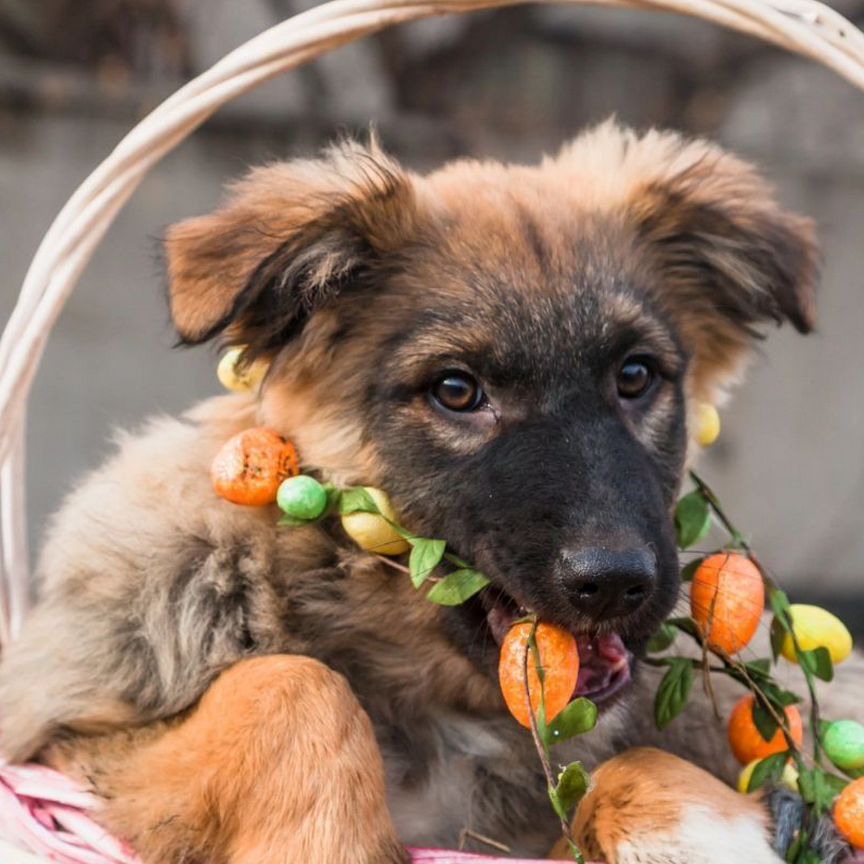 Щенок-мальчик