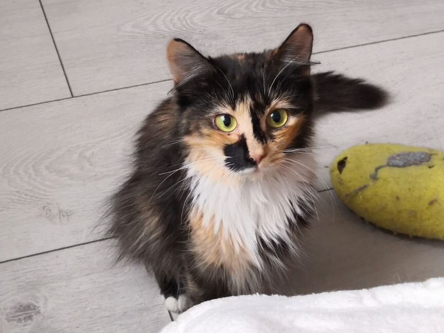 Кошка Матрёшка ищет дом