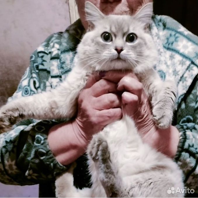 Ласковый брошенный кот ищет дом