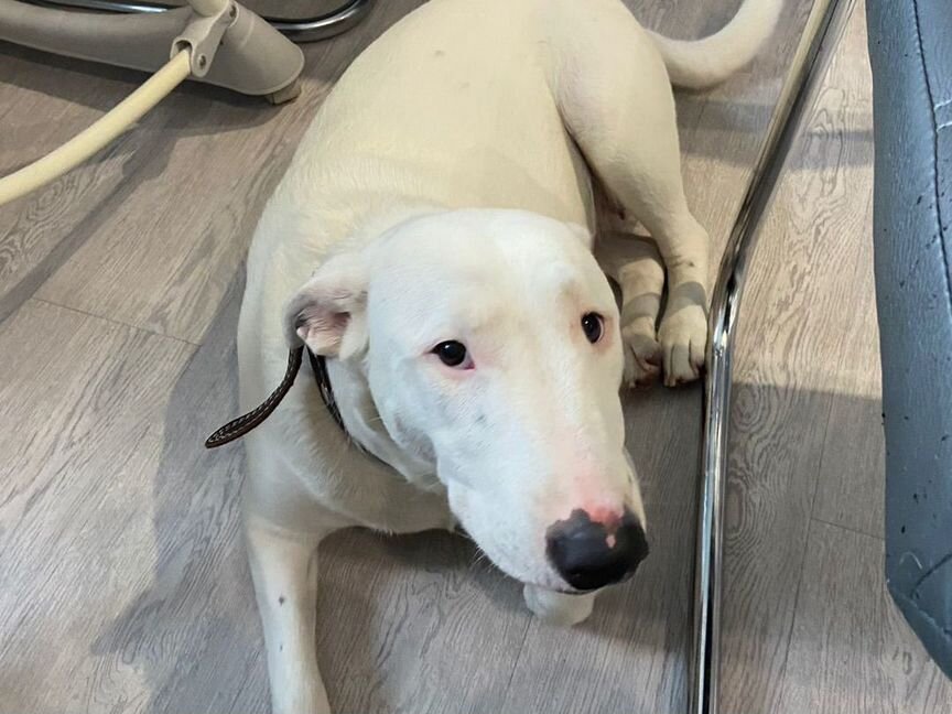 Бультерьер в добрые руки