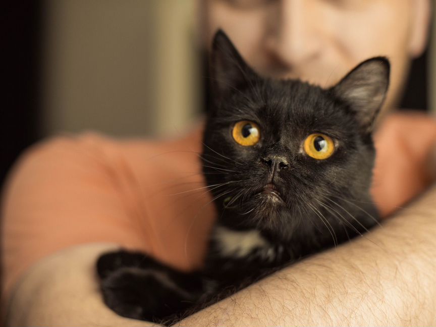 Кот Сэмик ищет дом